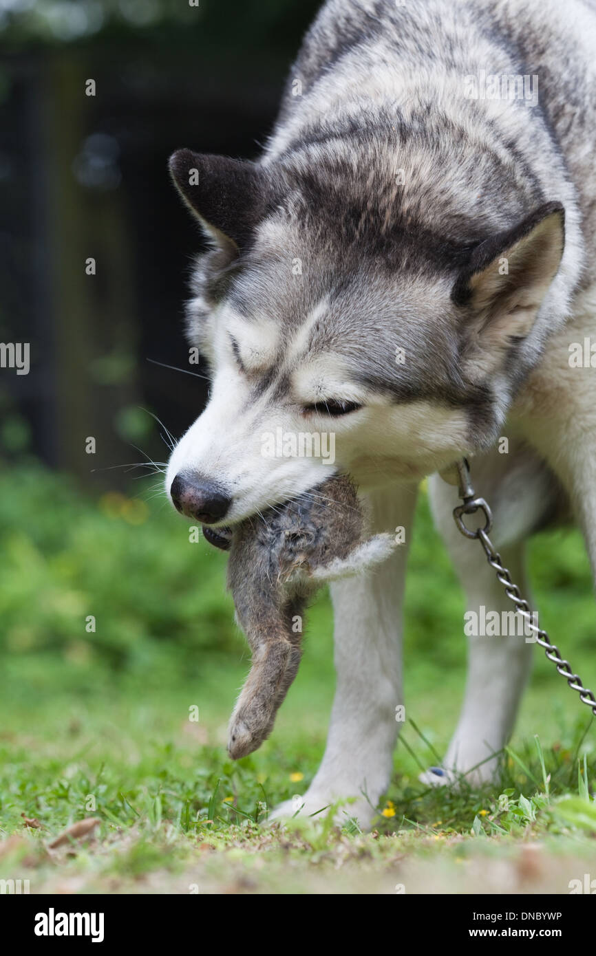 Rabbit bite hi-res stock photography and images - Alamy