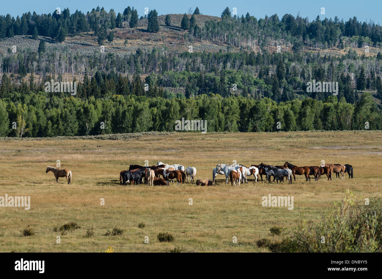 Country countryside rural pastoral pasture hi-res stock photography and ...
