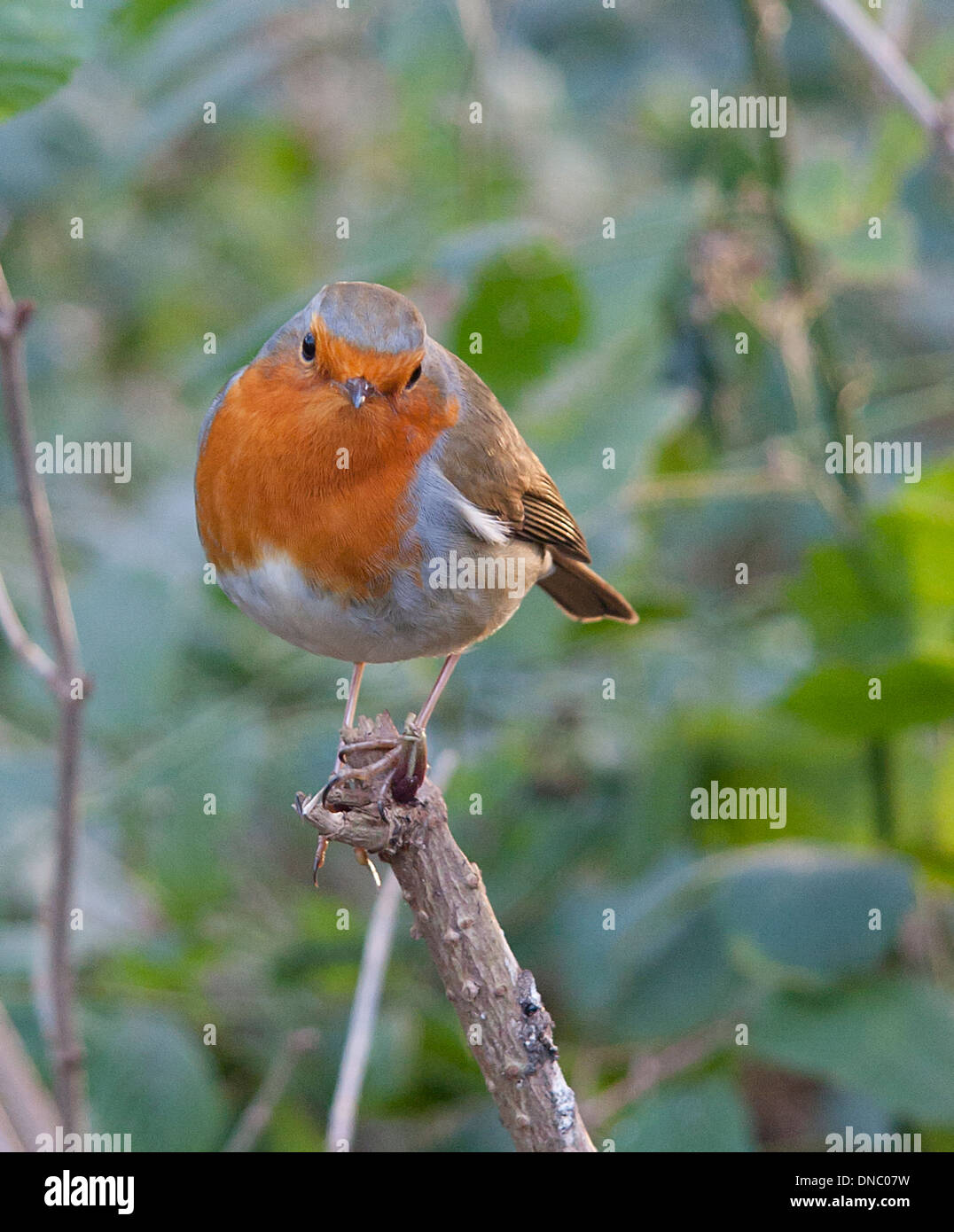 Orange robin hi-res stock photography and images - Alamy