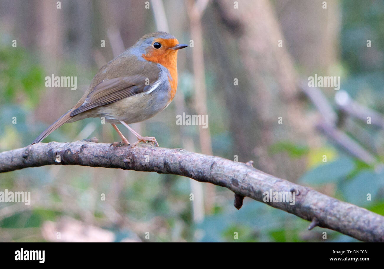 Robin on a perch Stock Photo - Alamy