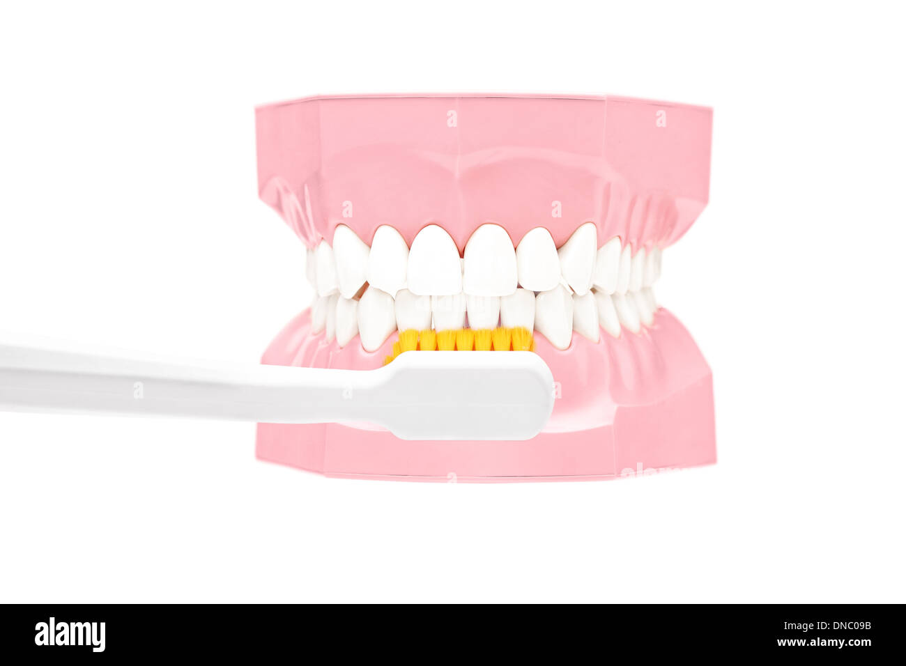 Studio shot of a dentures made out of plaster cast and tooth brush ...