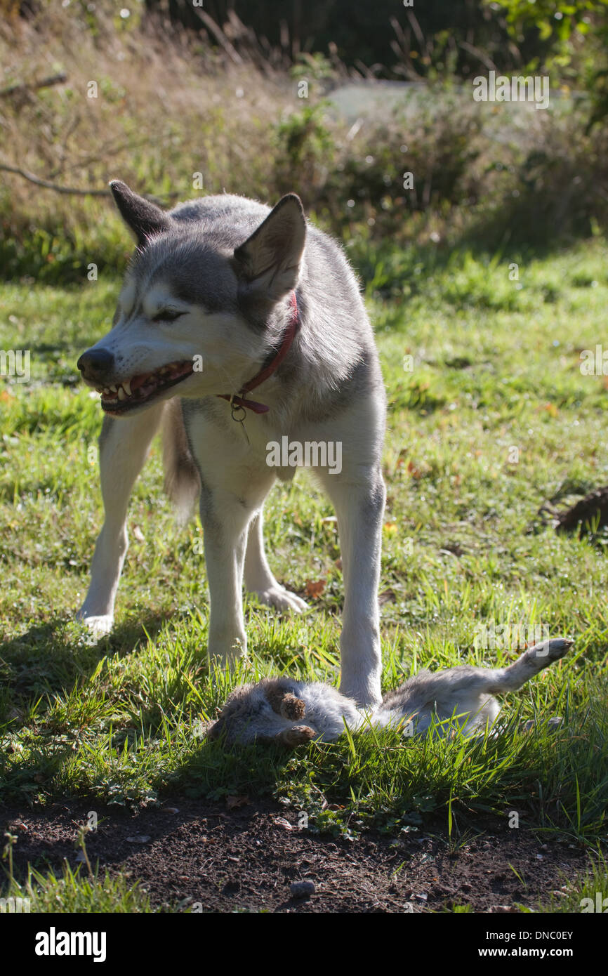 Siberian Husky (Canis lupus familiaris). Eating intestines of a Rabbit ...