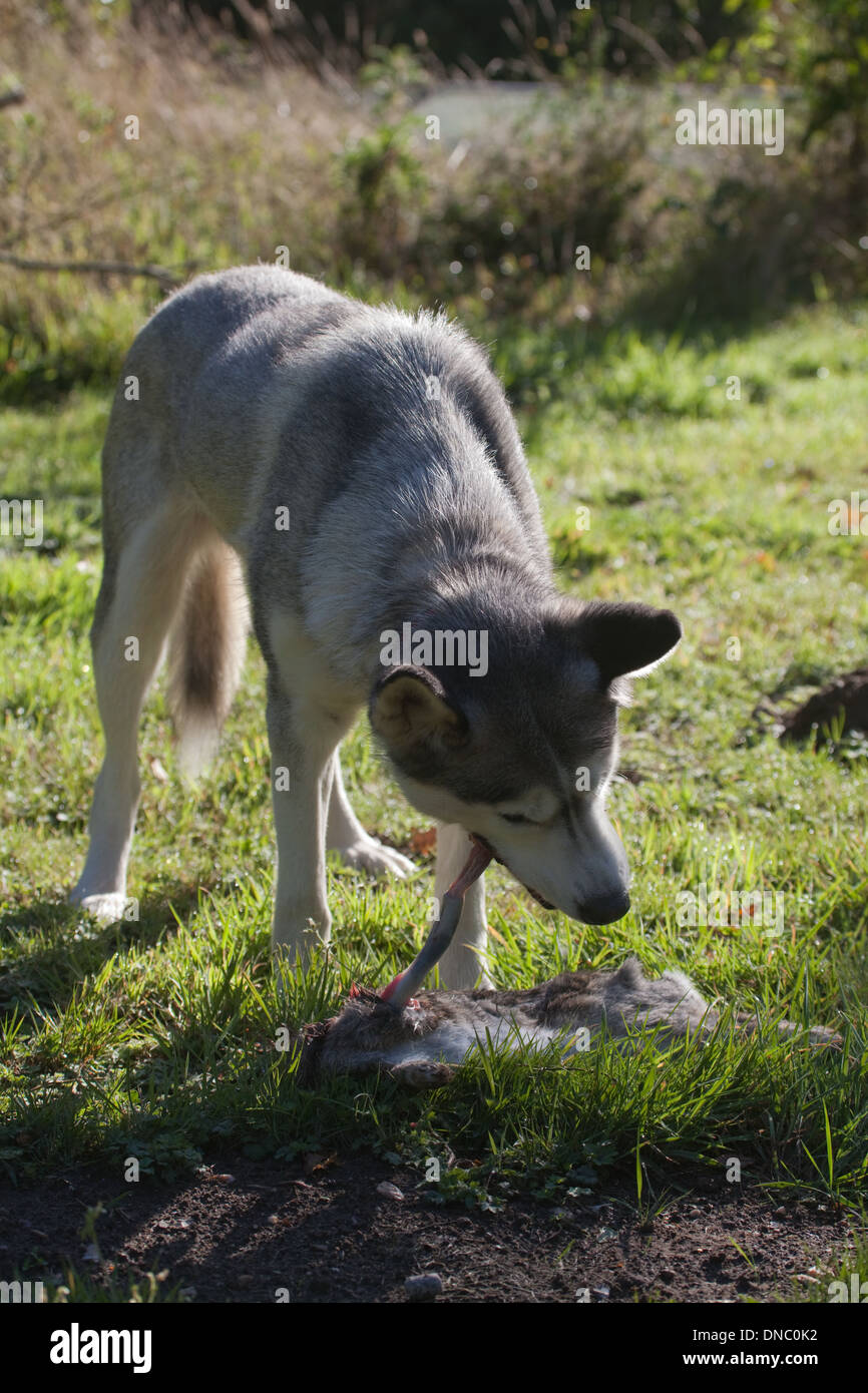 Siberian Husky (Canis lupus familiaris). Eating intestines of a Rabbit ...