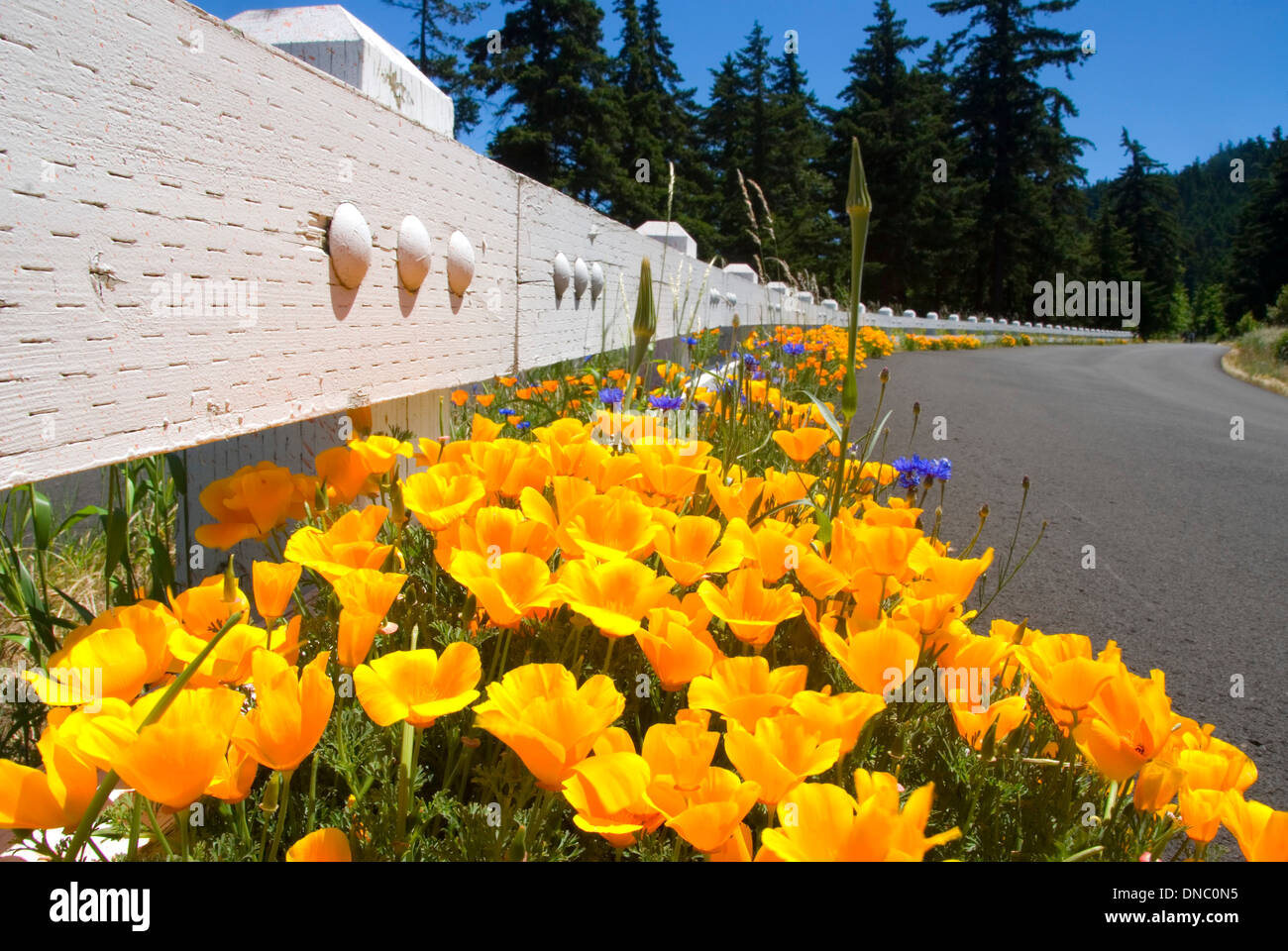 Poppies by trail, Historic Columbia River Highway State Trail, Columbia ...