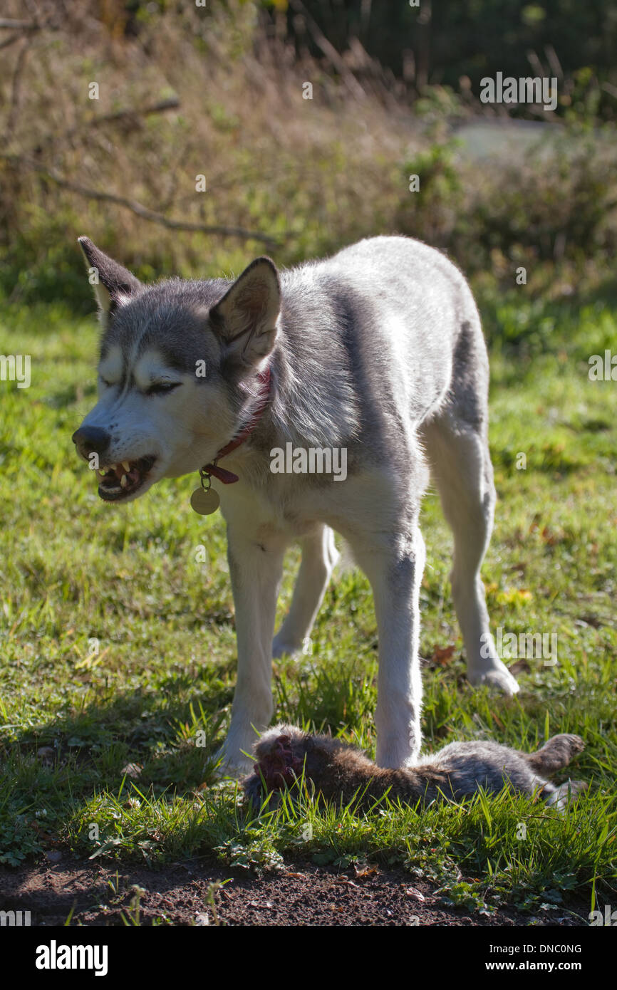 Siberian Husky (Canis lupus familiaris). Eating intestines of a Rabbit ...