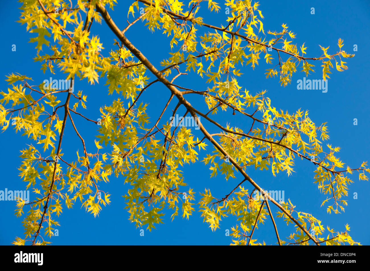 Rooster rock state park hi-res stock photography and images - Alamy