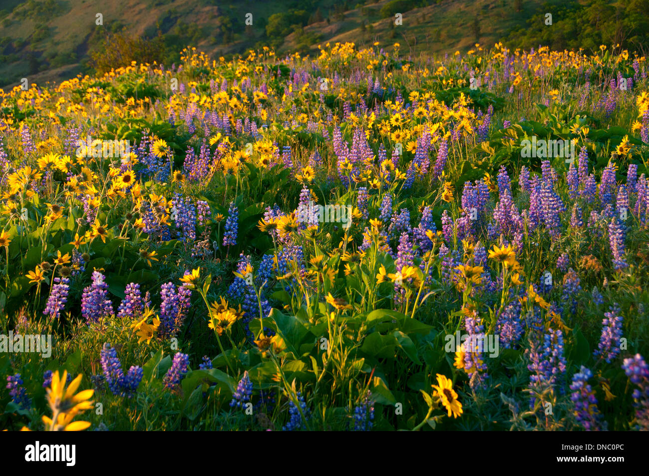 Lupine and balsamroot, Tom McCall Preserve, Columbia River Gorge ...