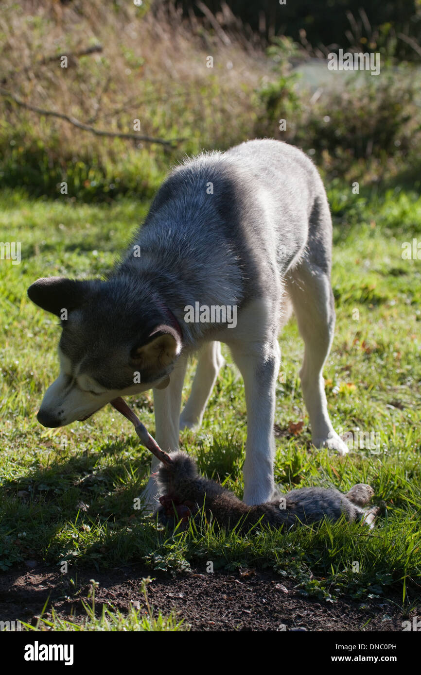 Siberian Husky (Canis lupus familiaris). Eating intestines of a Rabbit ...