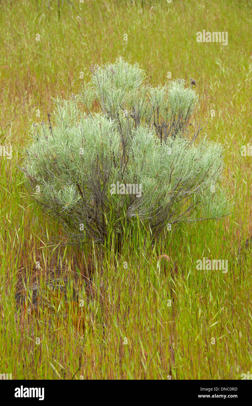 Sage, Deschutes Wild and Scenic River, Deschutes River State Park ...