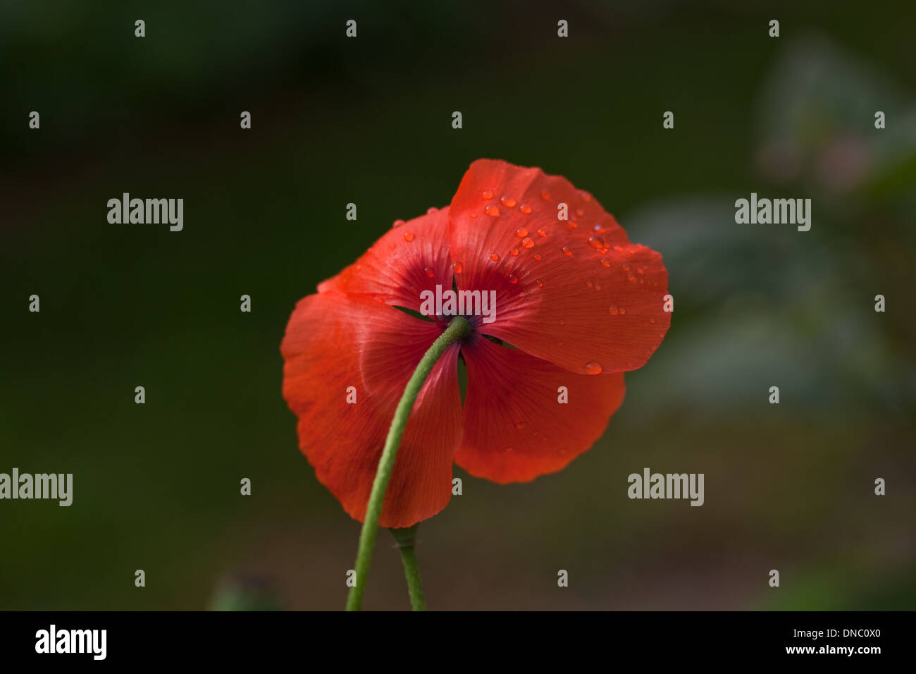 Reverse flower hi-res stock photography and images - Alamy