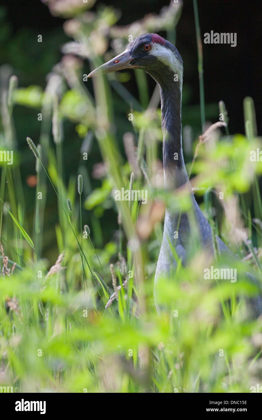 Common timothy grass hi-res stock photography and images - Alamy