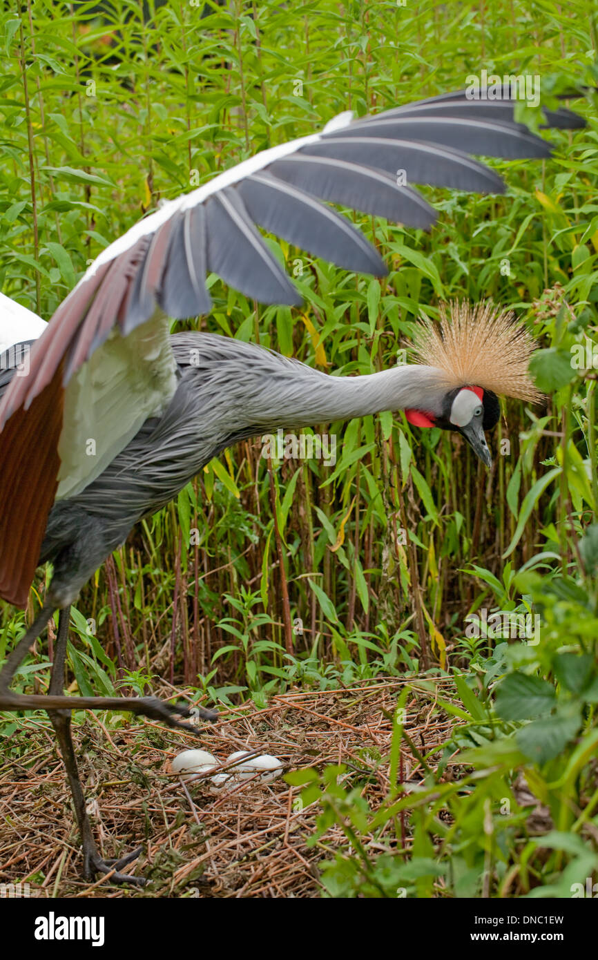 African grey crowned crane hi-res stock photography and images - Alamy