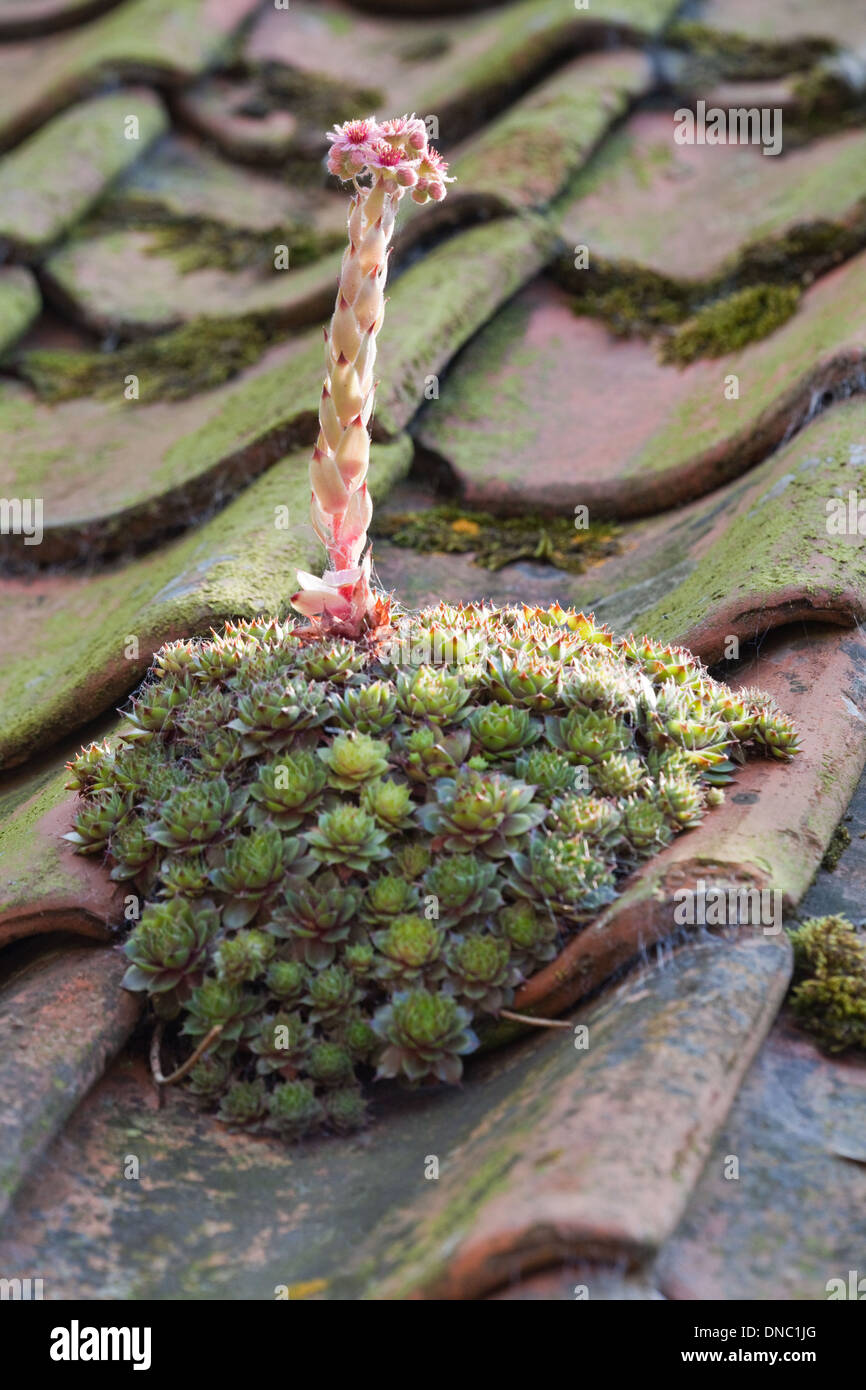 Houseleek flower hi-res stock photography and images - Alamy