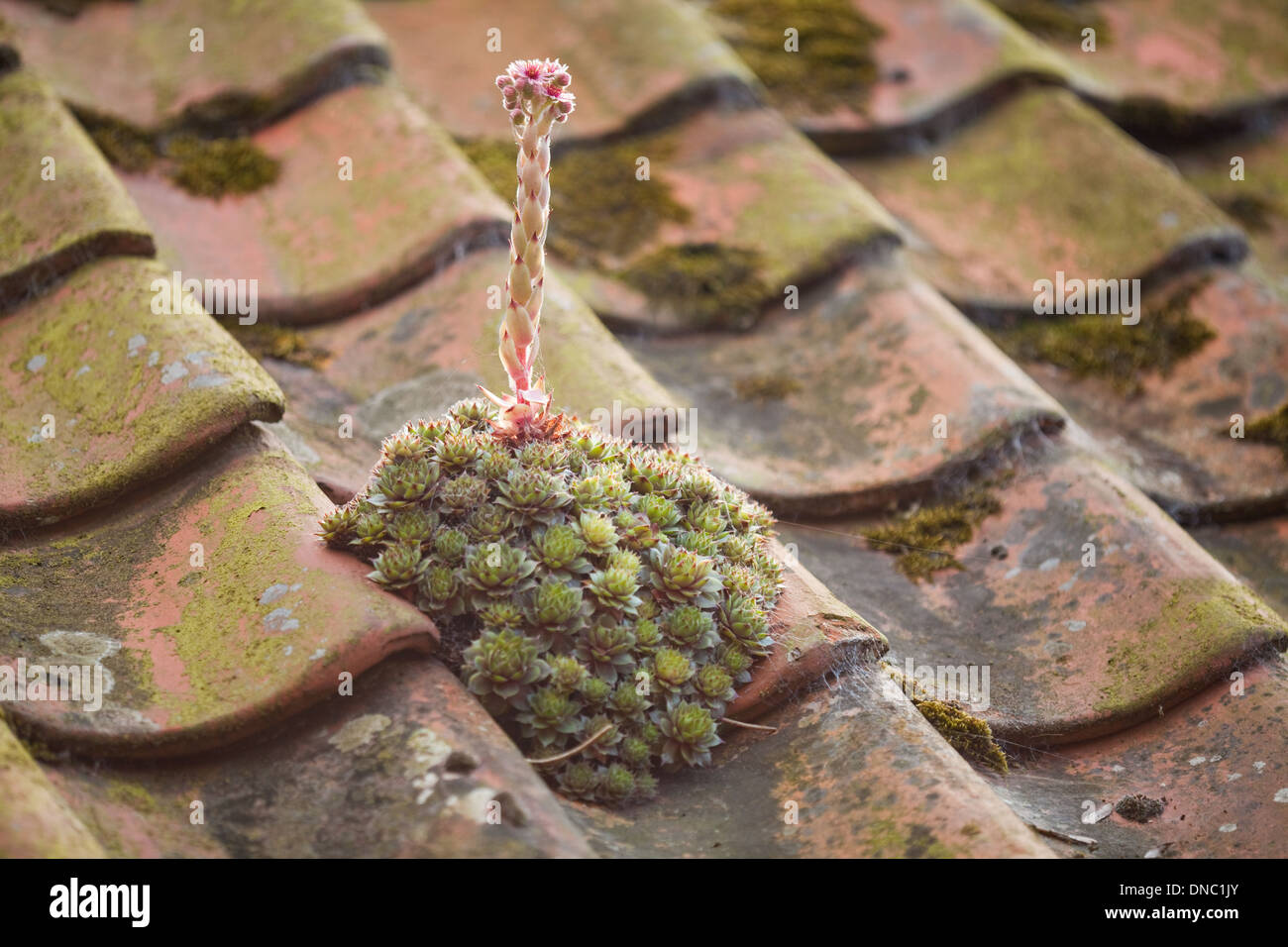 Houseleek flower hi-res stock photography and images - Alamy