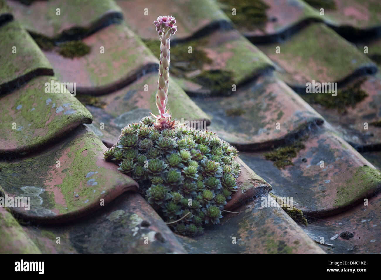 Houseleek flower hi-res stock photography and images - Alamy