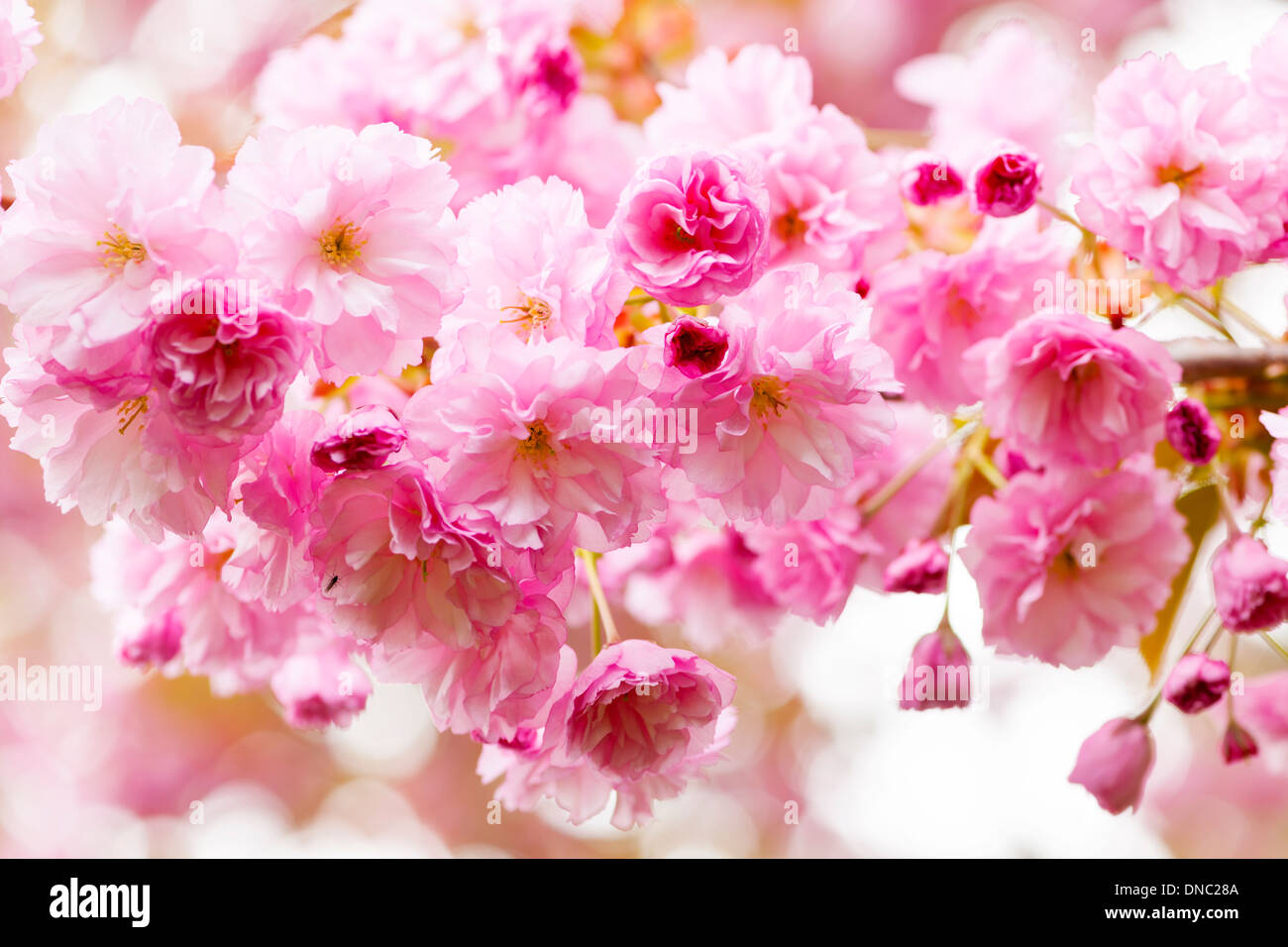 Pink cherry blossom flowers on flowering tree branch blooming in spring ...