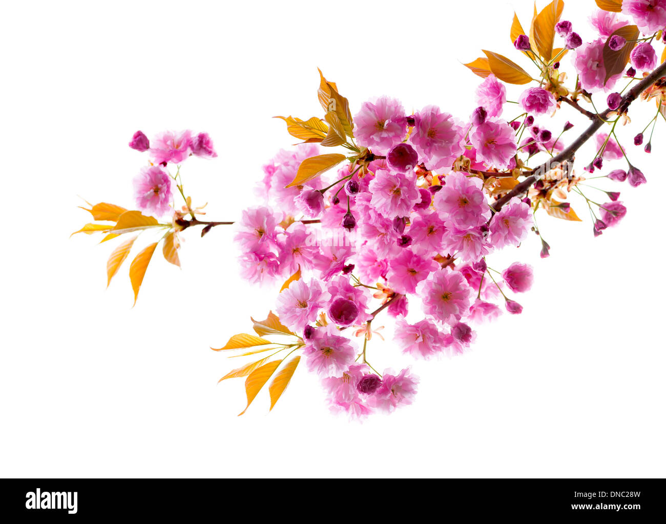 Branch with pink cherry blossom flowers isolated on white background ...