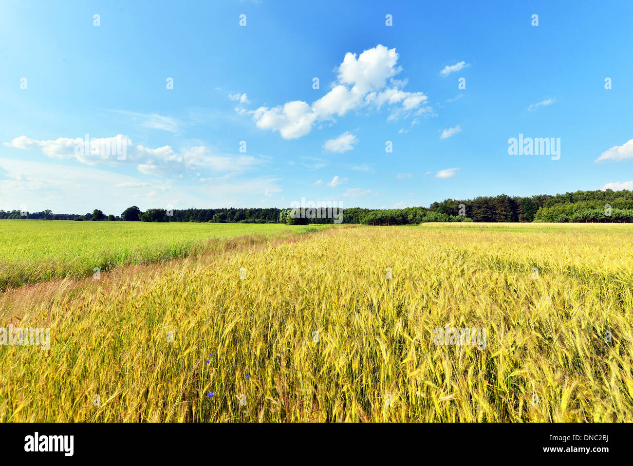 Summer landscape with road and rye fields Stock Photo - Alamy