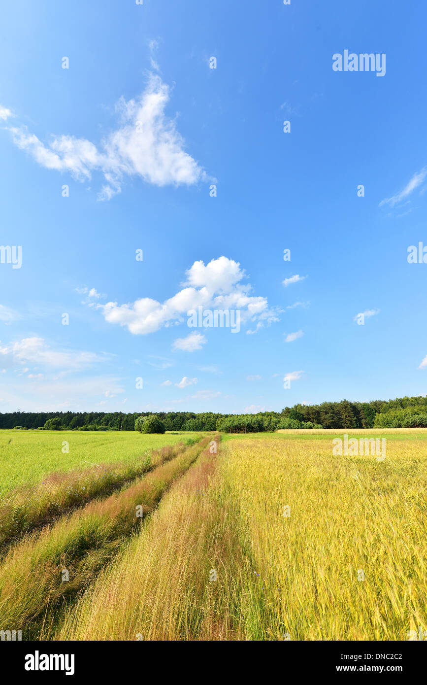 Summer landscape with road and rye fields Stock Photo - Alamy