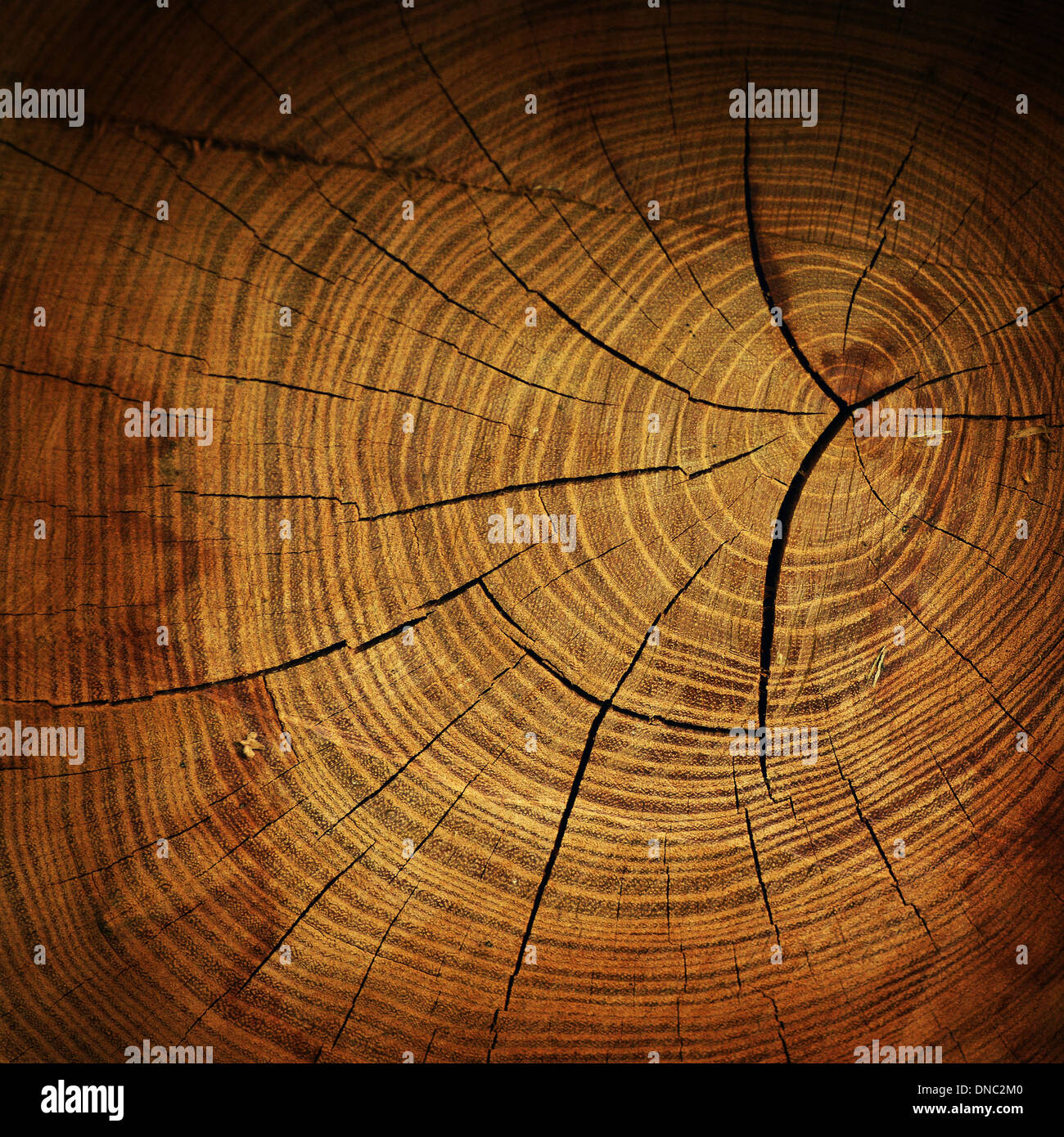 Dark brown tree stump texture close up Stock Photo - Alamy