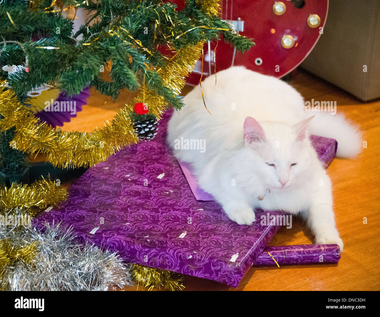 White turkish angora cat seated on Christmas prsents under the ...