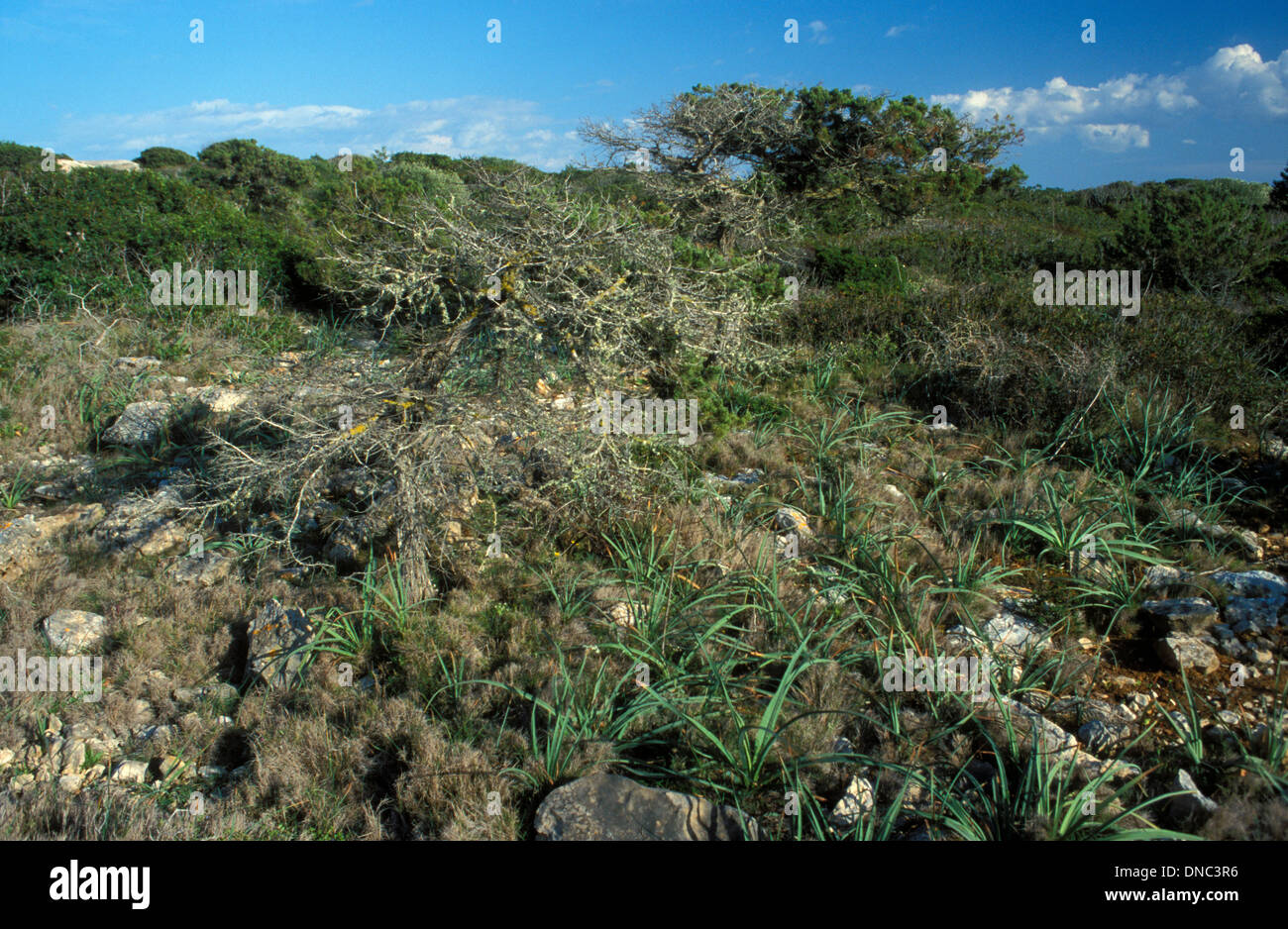 Garrigue scrubland hi-res stock photography and images - Alamy