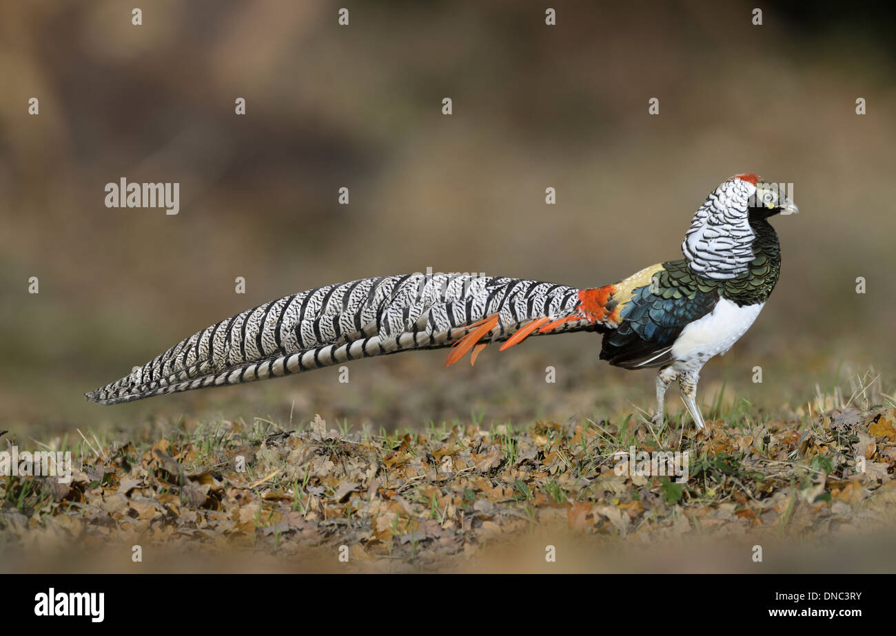 Lady Amherst's Pheasant - Chrysolophus amherstiae Stock Photo - Alamy