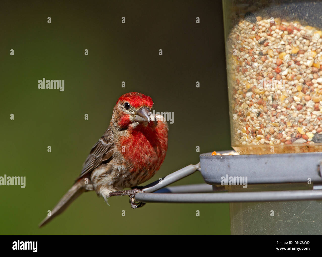 House Finch at Seed Feeder Stock Photo - Alamy