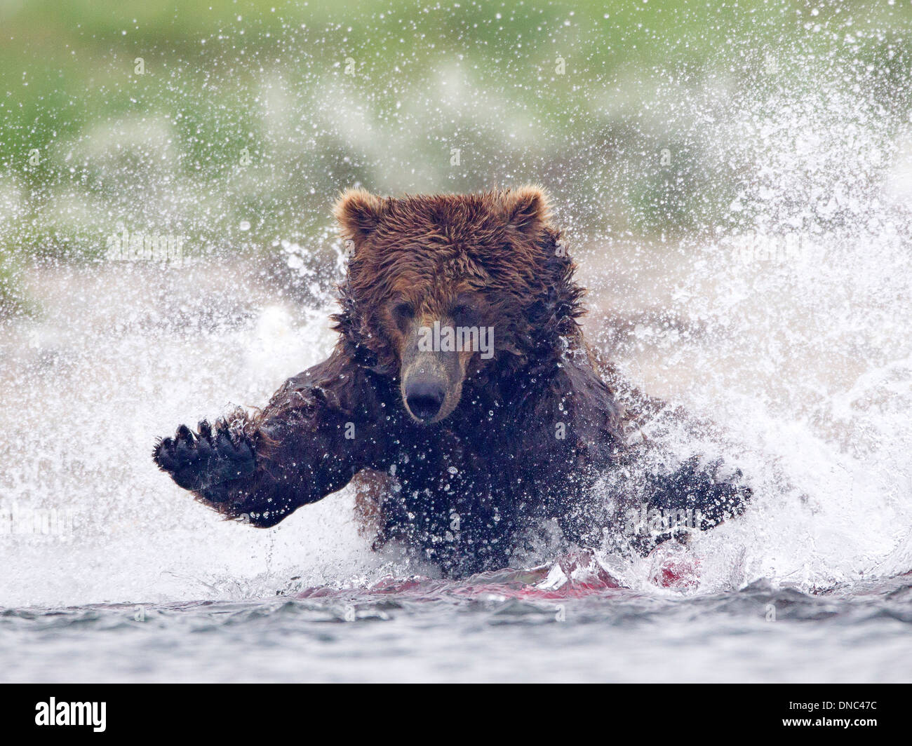 Alaska Brown Bear Charging into River to Catch Salmon Stock Photo - Alamy