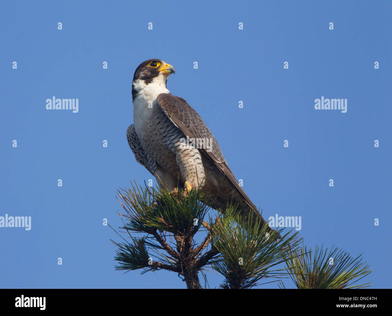 Peregrine falcon perched hi-res stock photography and images - Alamy