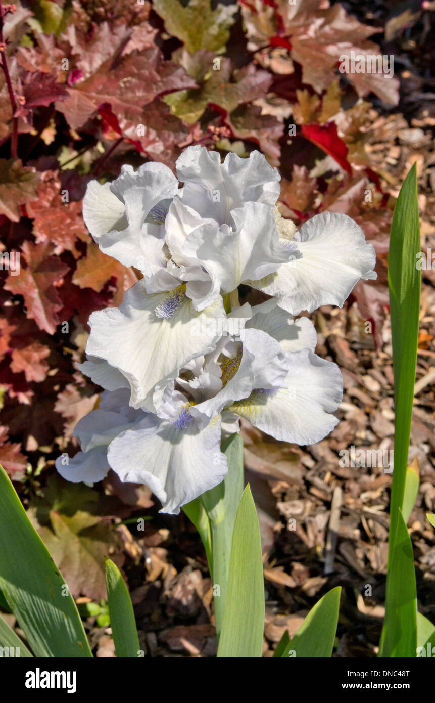 With the tune hi-res stock photography and images - Alamy