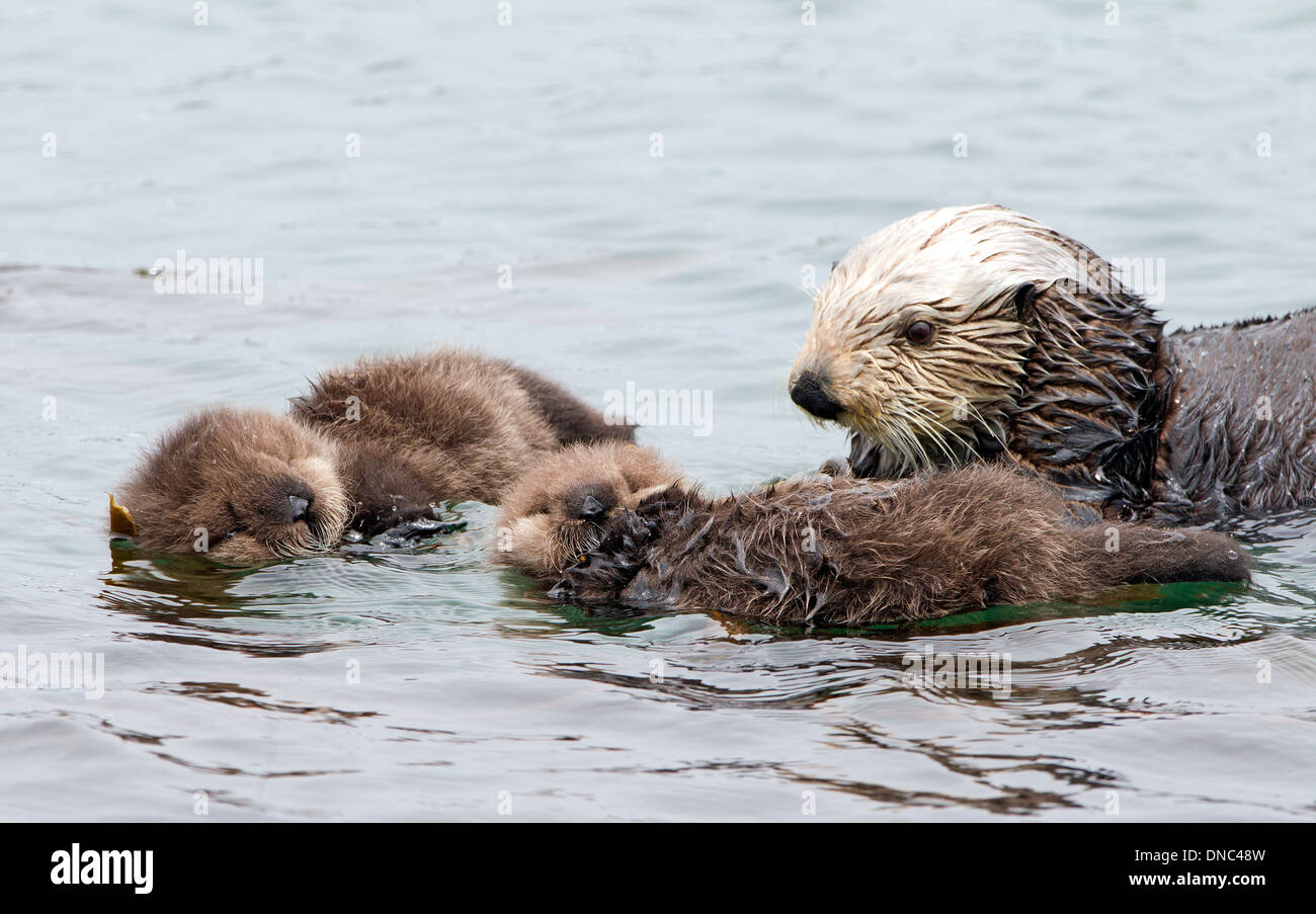 Sea otter twin pups hi-res stock photography and images - Alamy