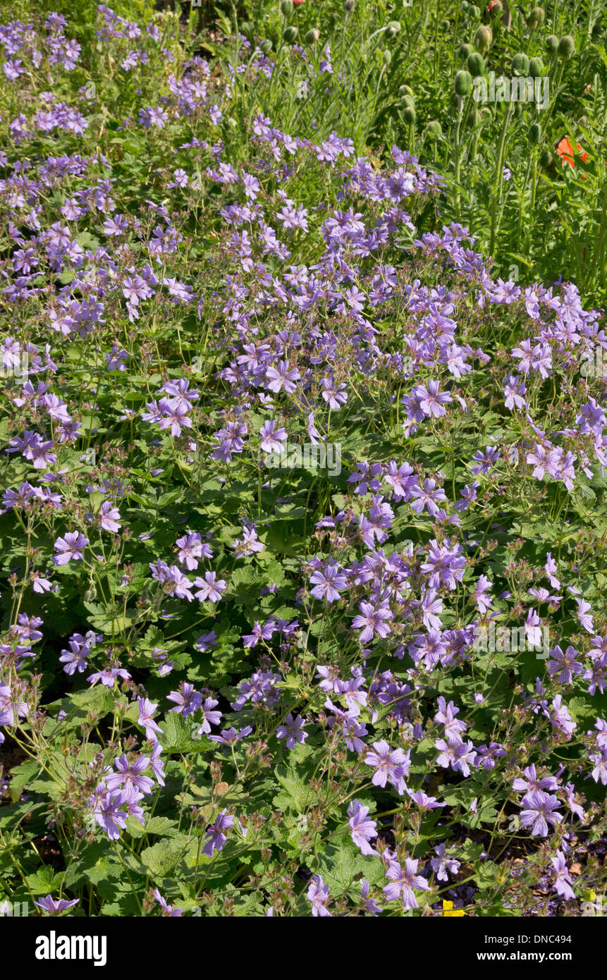 Dwarf geranium hi-res stock photography and images - Alamy
