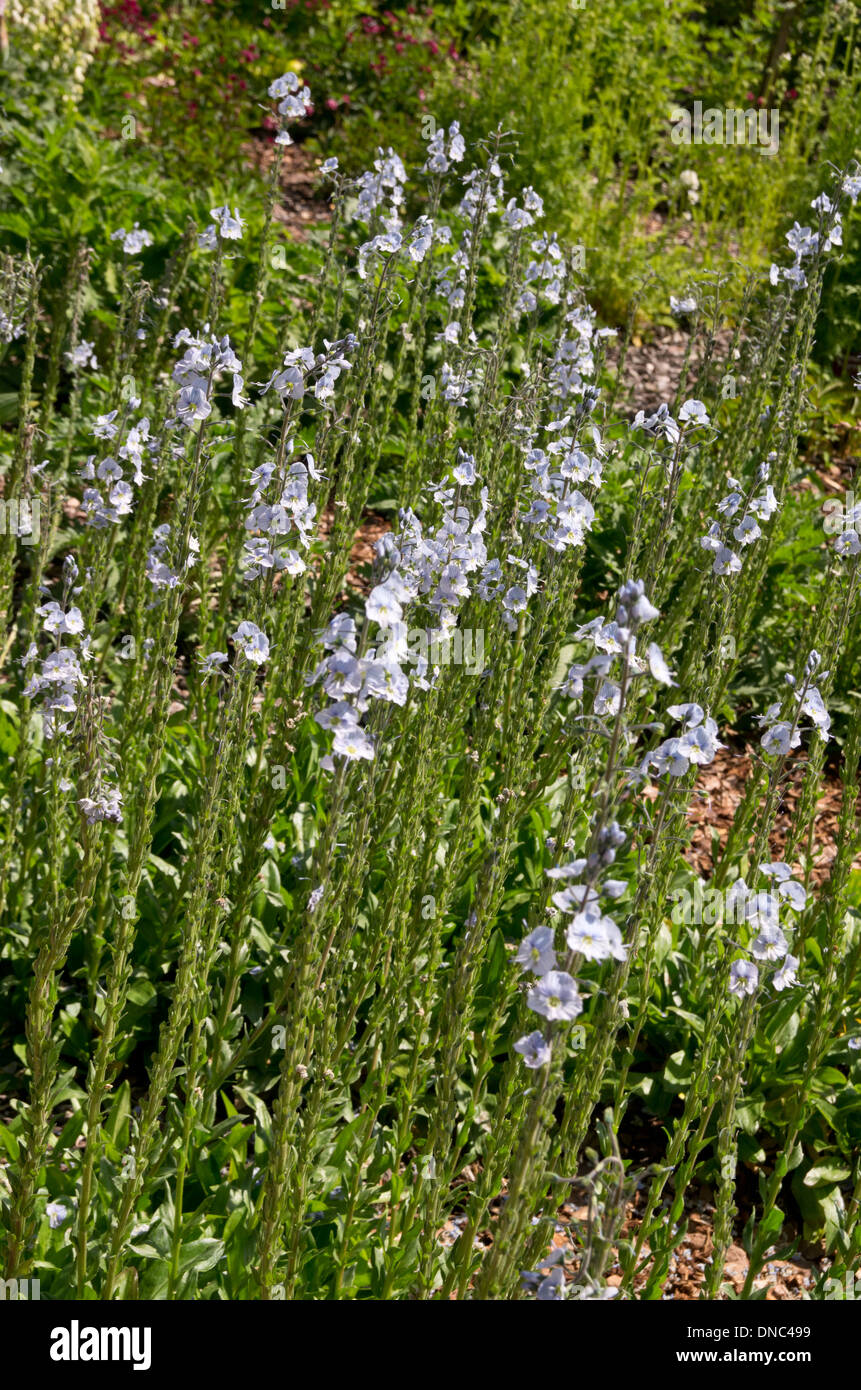 Gentianoides High Resolution Stock Photography and Images - Alamy