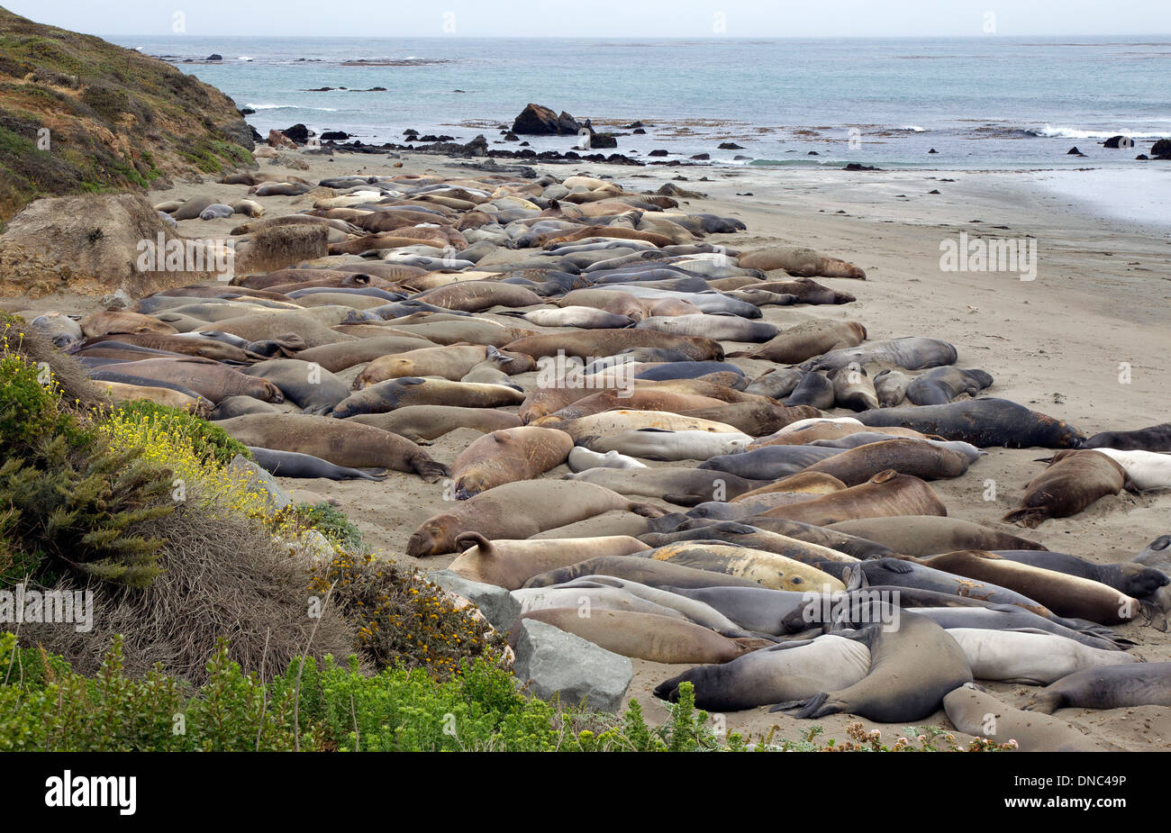 Lots of elephant seals resting on beach piedras blancas rookery hi-res ...