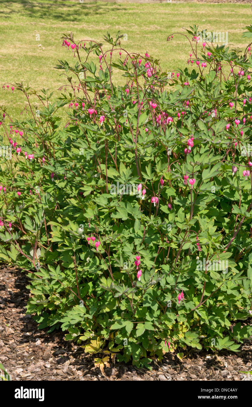 Spectabilis hi-res stock photography and images - Alamy