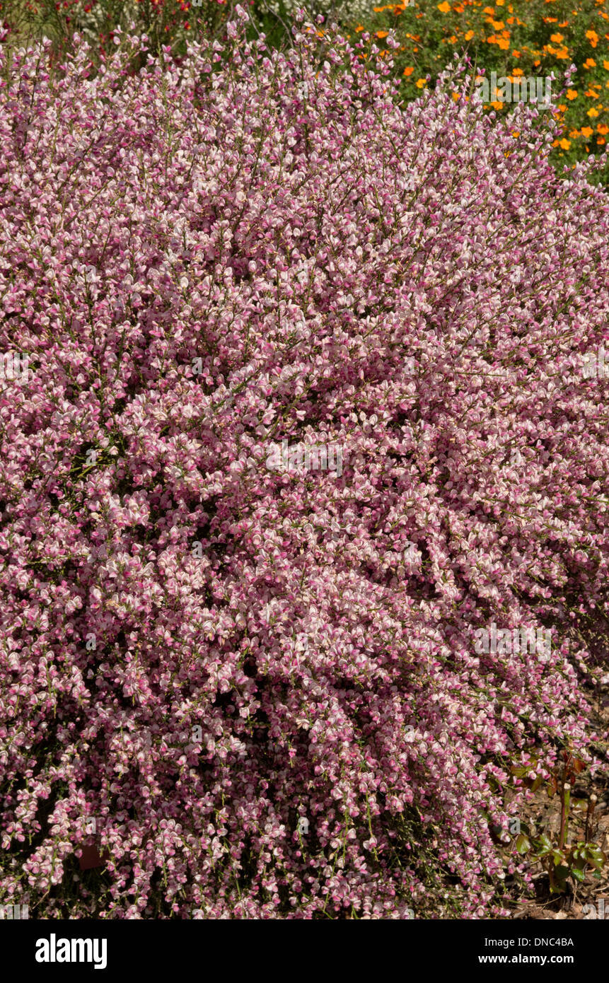 Cytisus hollandia hi-res stock photography and images - Alamy