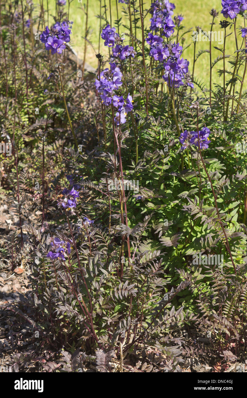 Purple rain hi-res stock photography and images - Alamy