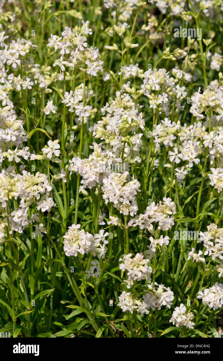 Lychnis viscaria alba hi-res stock photography and images - Alamy