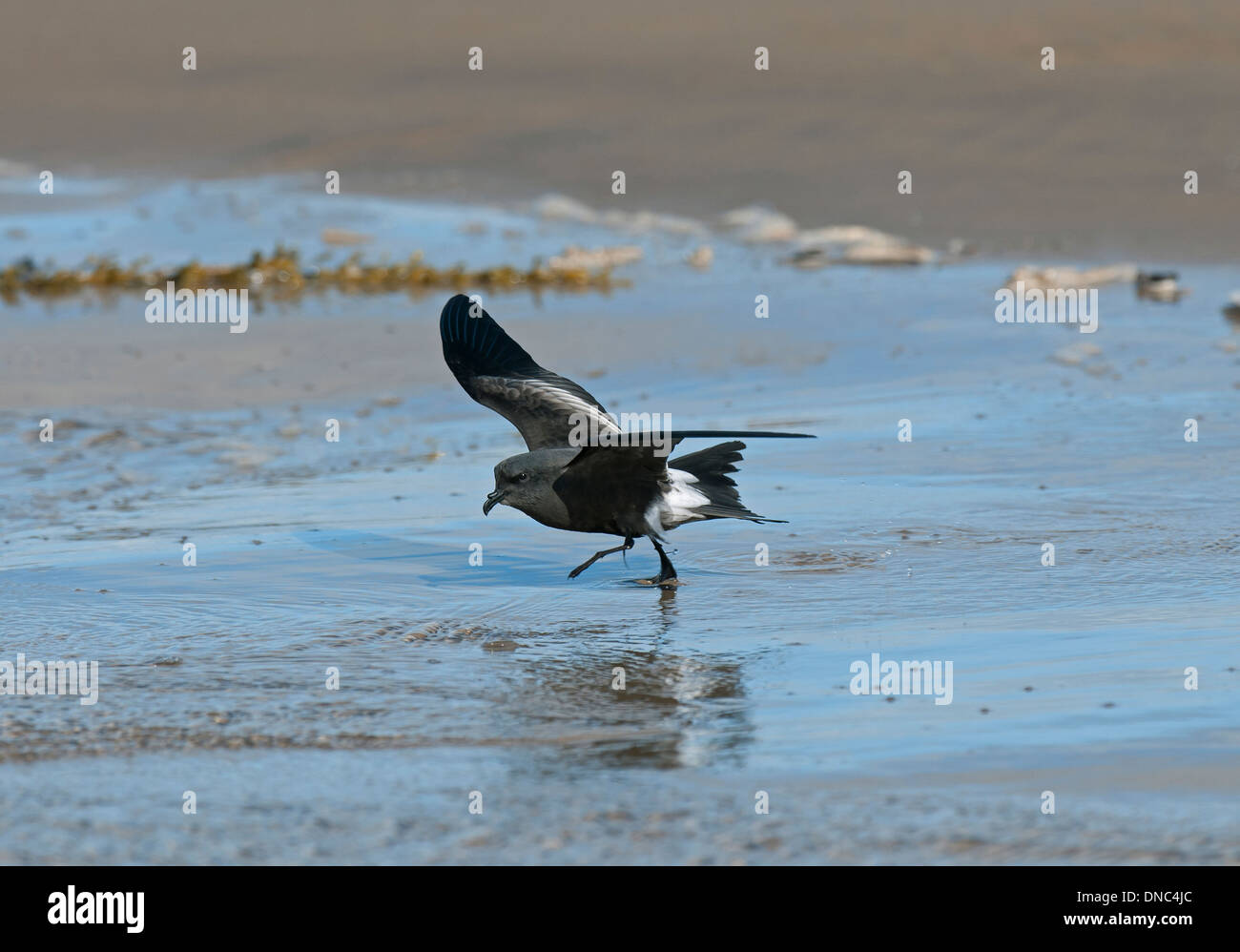 Leach's and storm petrel hi-res stock photography and images - Alamy