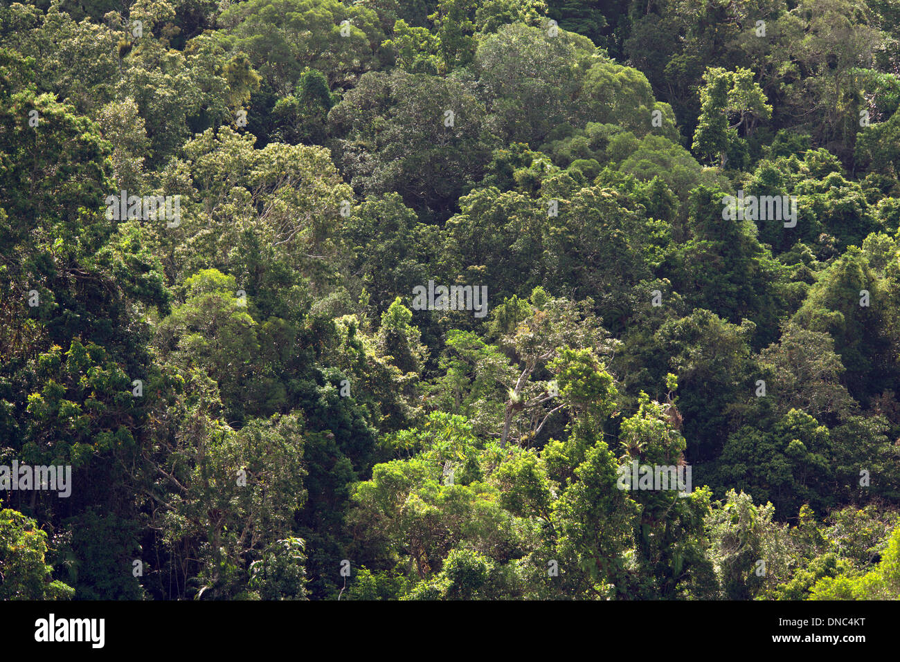 Buttress roots rainforest tree daintree hi-res stock photography and ...