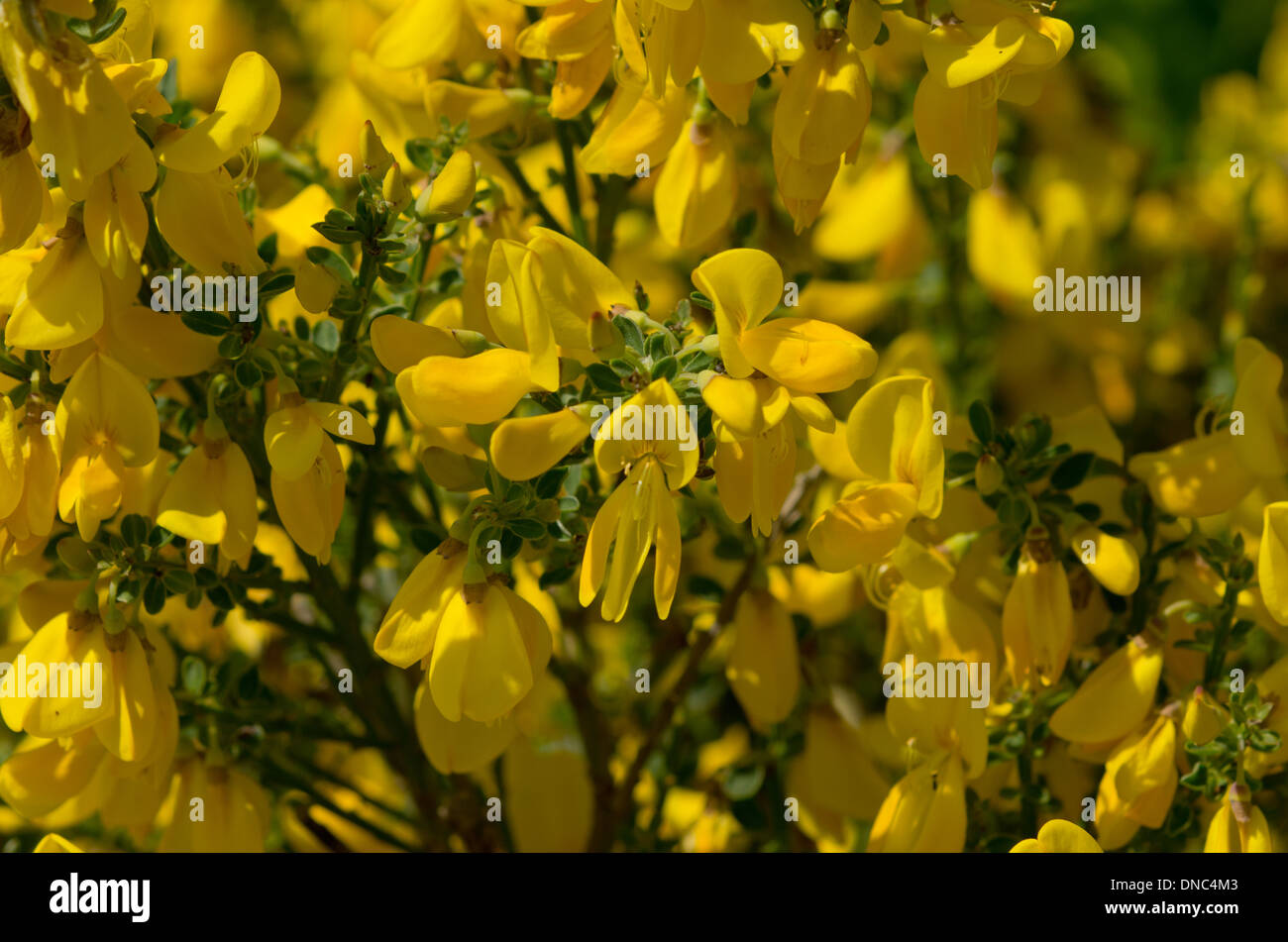 Broom cytisus flower yellow hi-res stock photography and images - Alamy