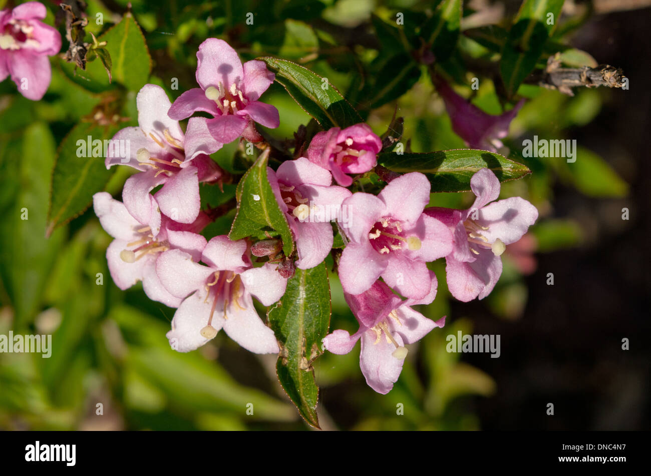 Weigela Pink Poppet flowers Stock Photo - Alamy