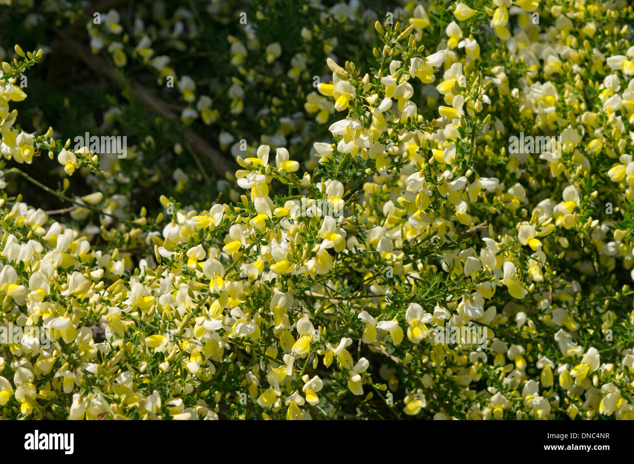 Cytisus scoparius common broom hi-res stock photography and images - Alamy
