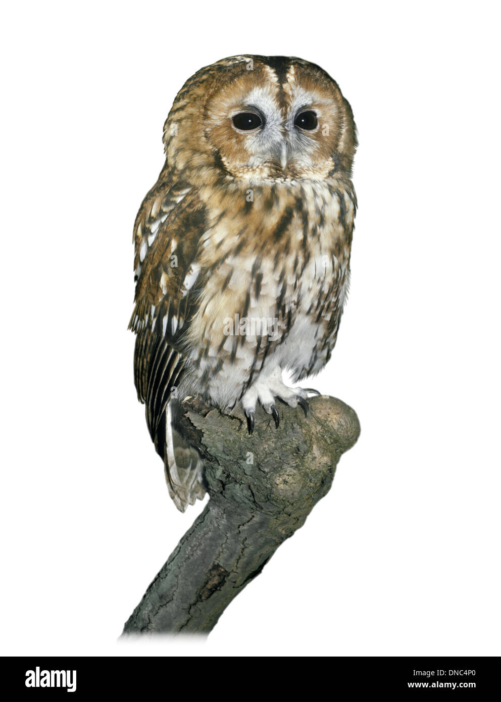 Tawny Owl Strix aluco Stock Photo - Alamy