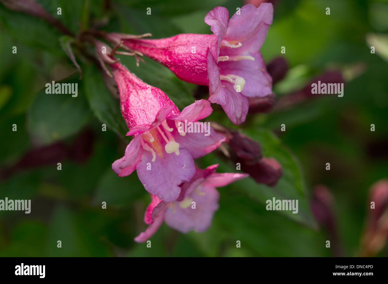 Weigela Minuet flowers Stock Photo - Alamy