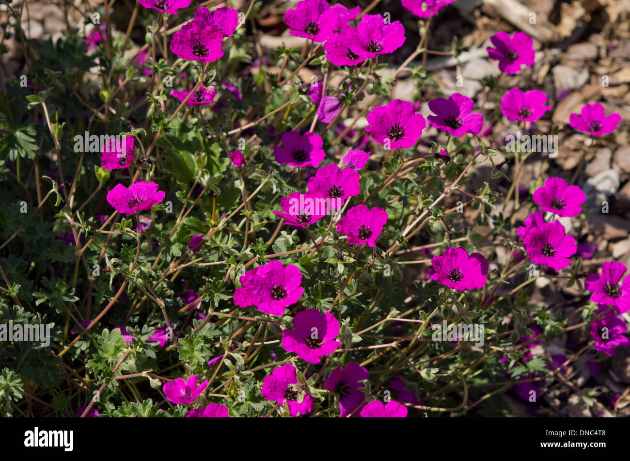 Geranium himalayense hi-res stock photography and images - Alamy
