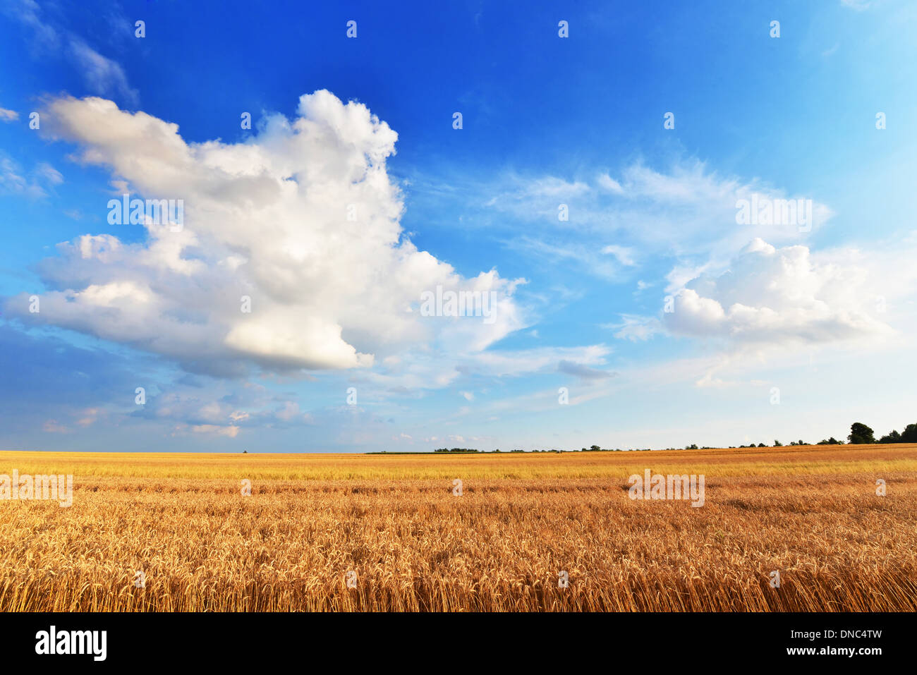 Wheat field and blue sky with clouds Stock Photo - Alamy