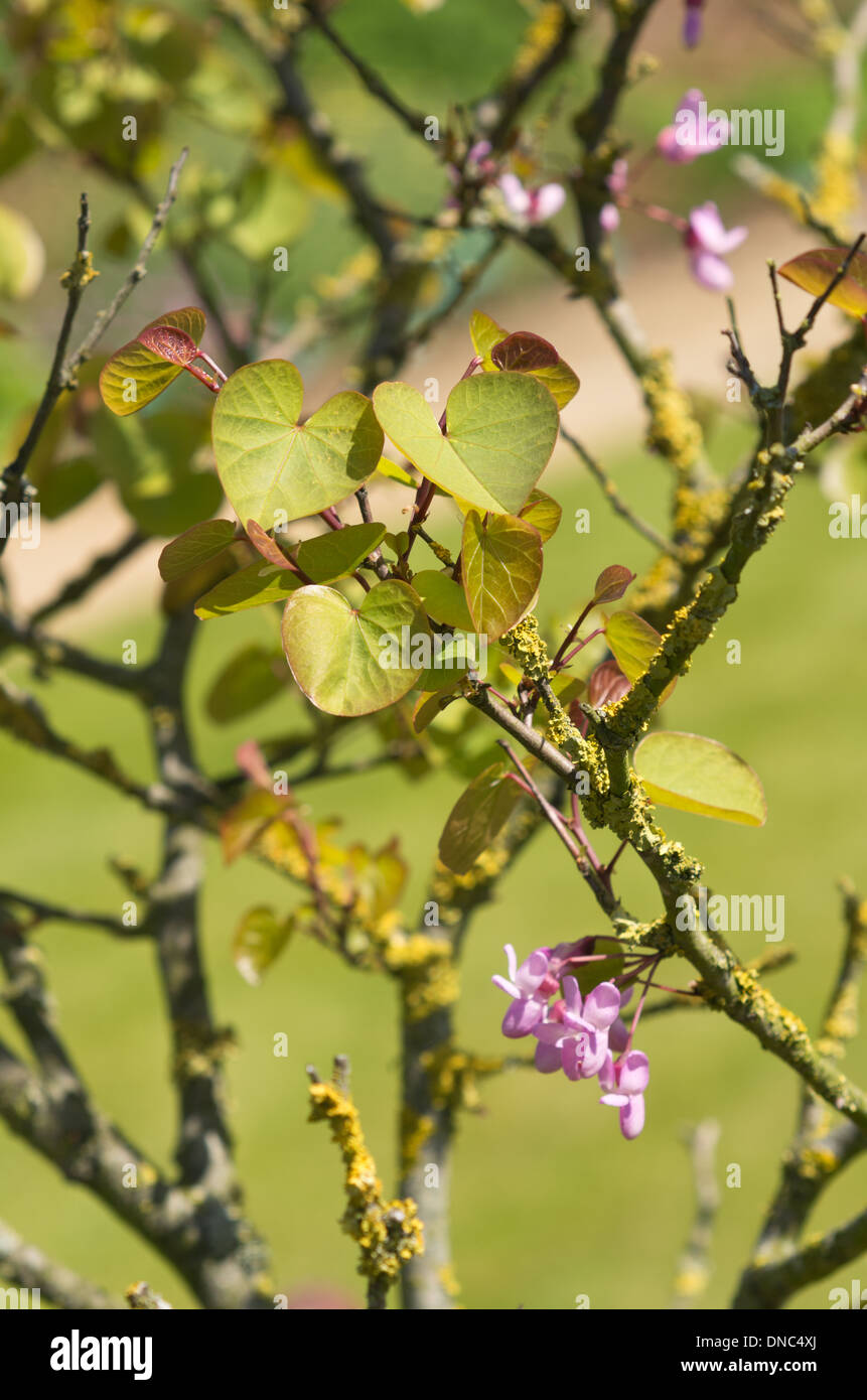 The Judas tree, Cercis siliquastrum Stock Photo - Alamy