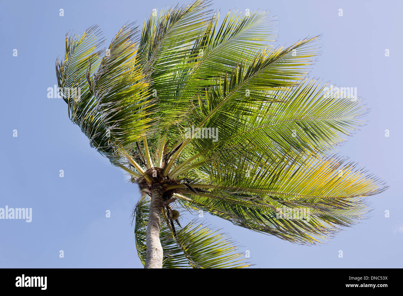 palm trees Puerto Rico Stock Photo - Alamy